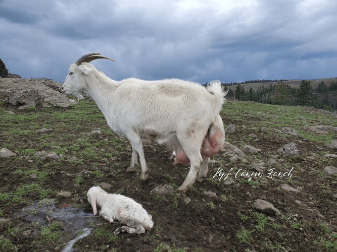 Witnessing an En Caul Birth - Goat Journal